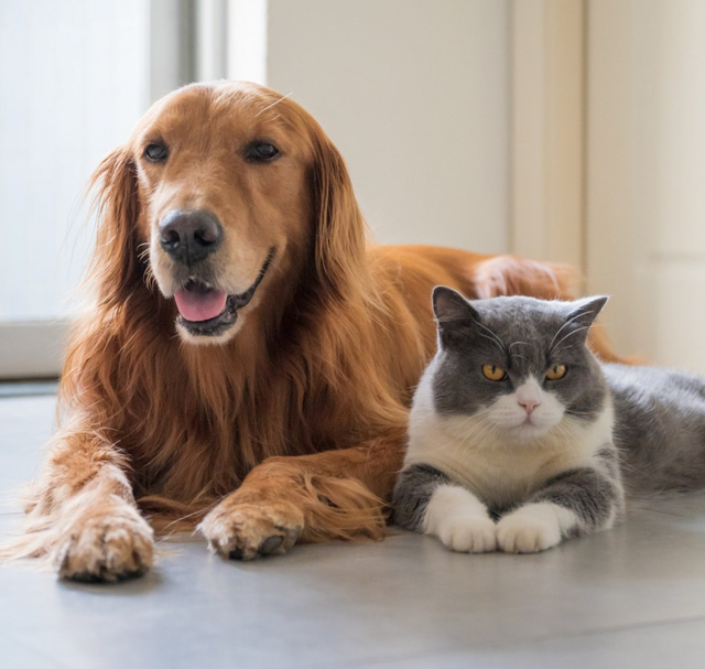 Sprinter Gold Focus Greyhounds Magnesium Supplement - 2 Sizes